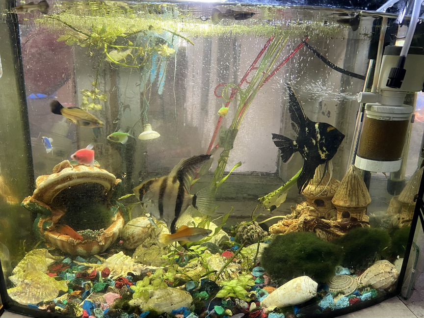 Скалярии в аквариум