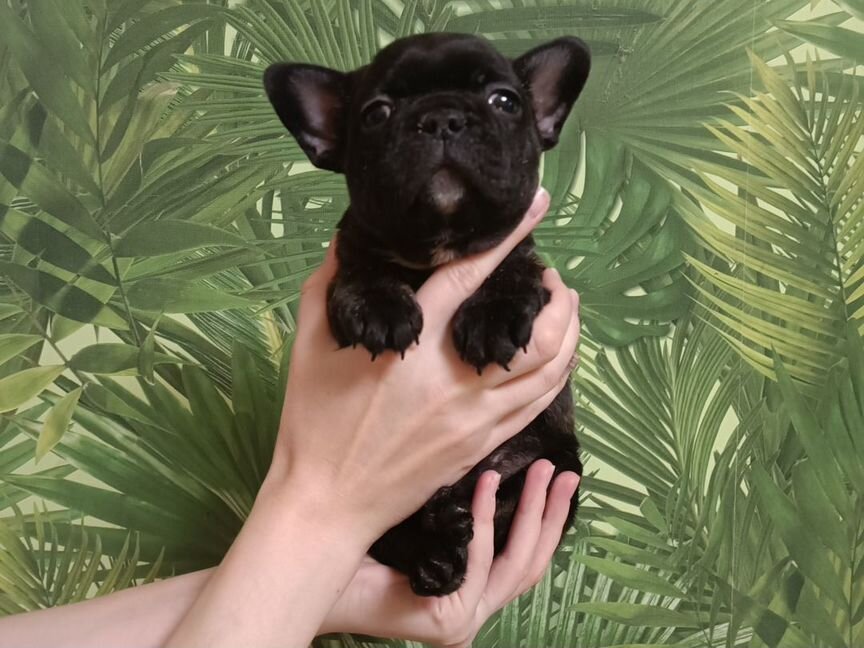 Французская булочка