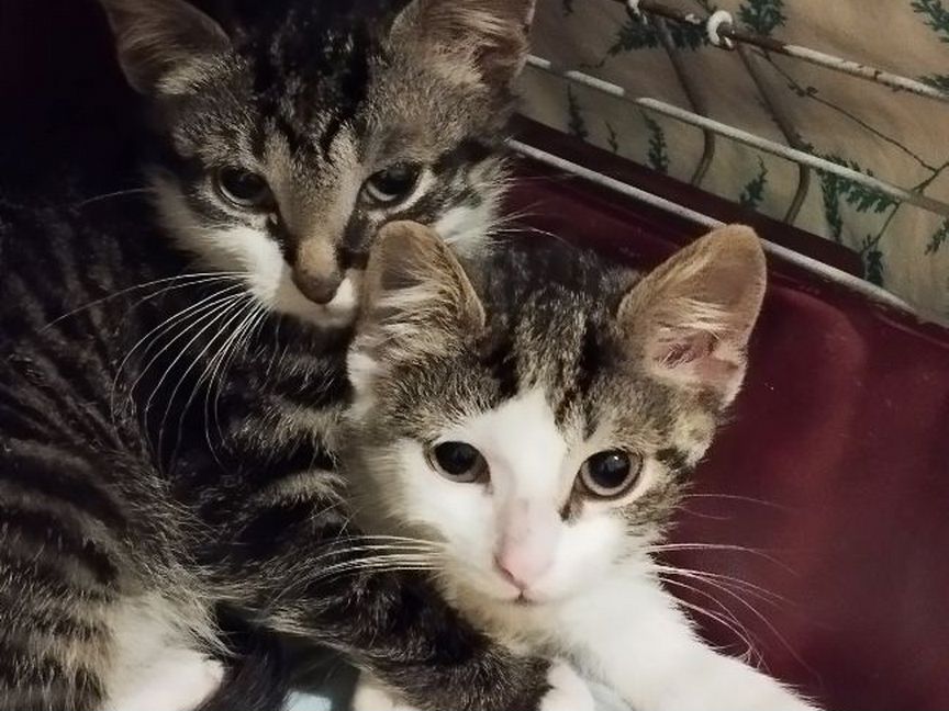 Котики Ешка и Афоня