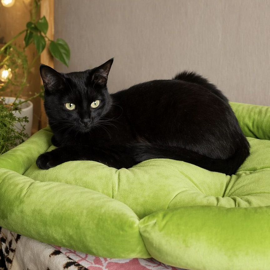 Лежанка для кошек