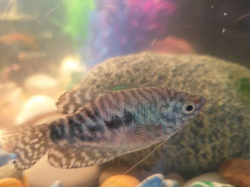 Гурами обмен на креветок