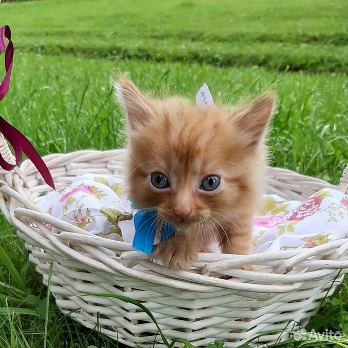 Ласковый и ручной малыш Джерри в любящую семью