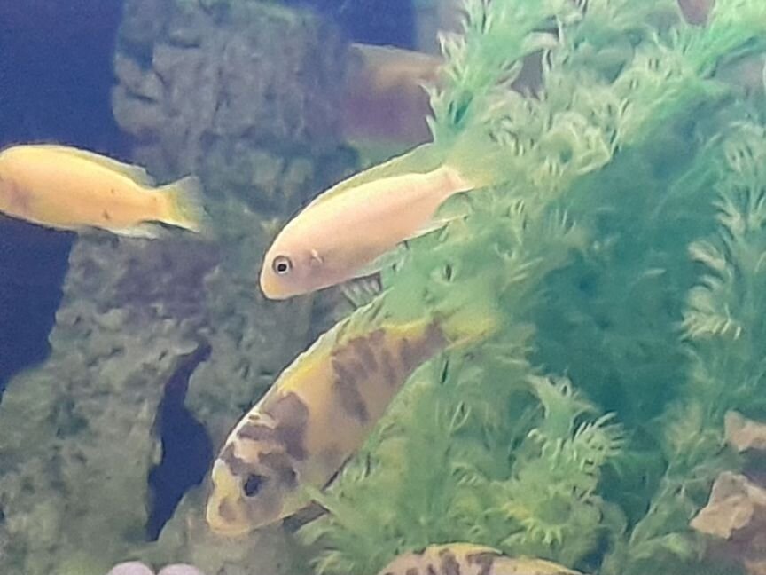 Зебра псевдотрофиус