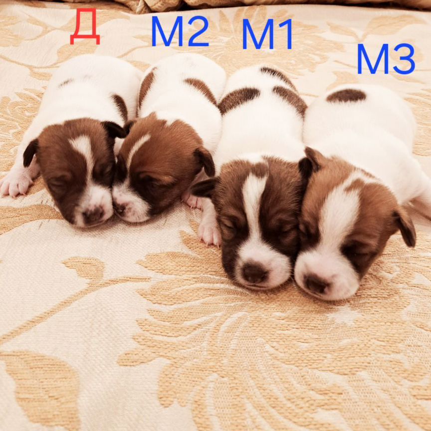 Щенки Джек рассел терьера от Чемпиона мира