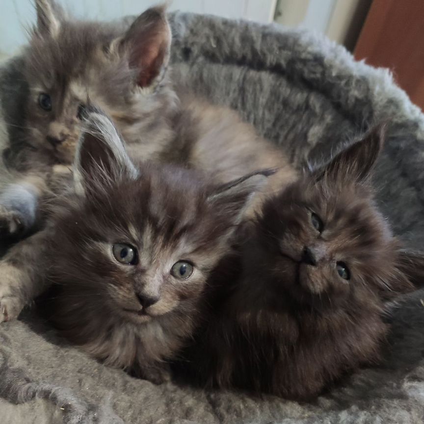 Мейн-кун котёнок