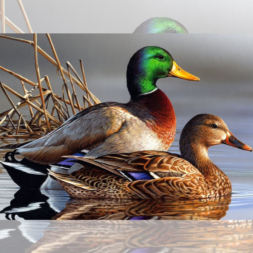 Продам подсадных уток