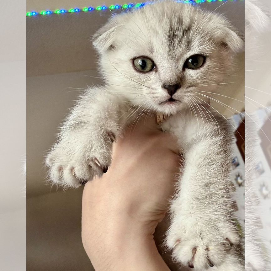Шотландские котята