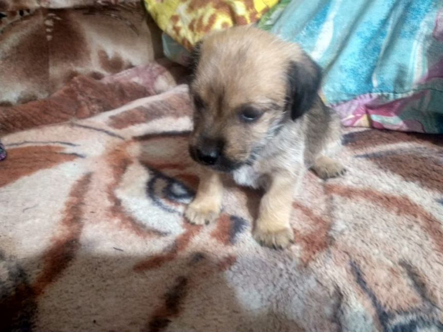 Щенки от маленькой собачки