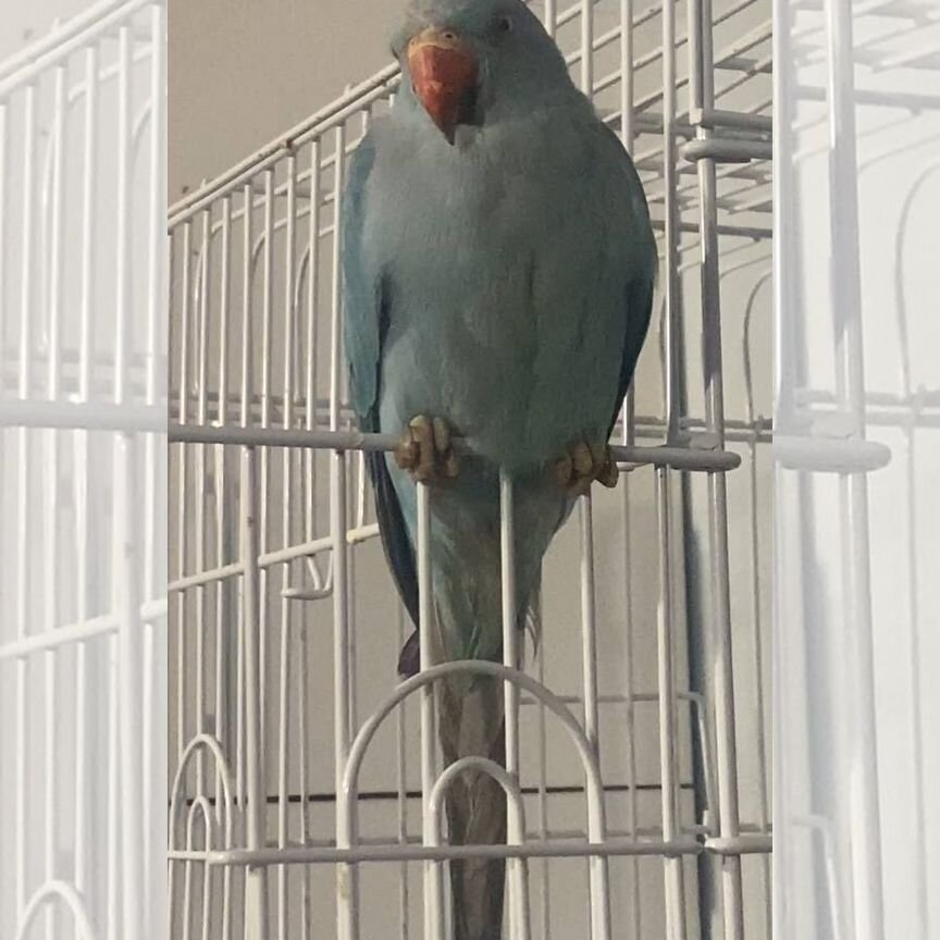 Ожереловый попугай птенец