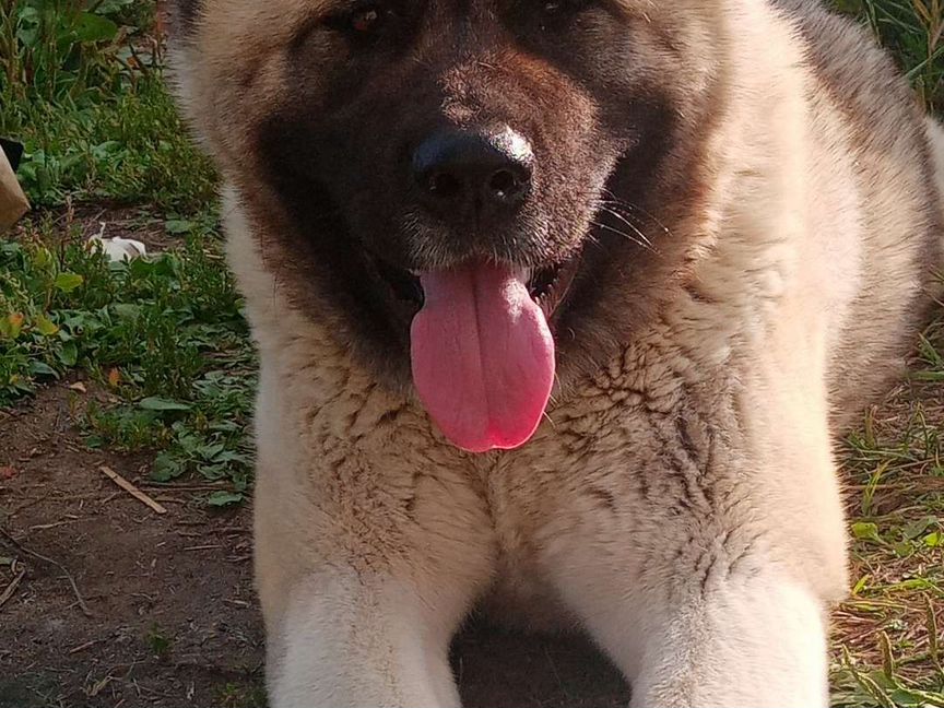 Щенки американской акиты