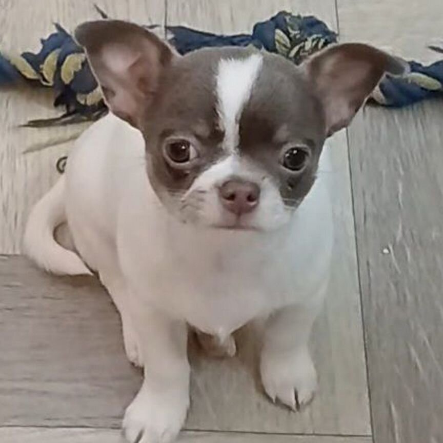 Чихуахуа, щенок