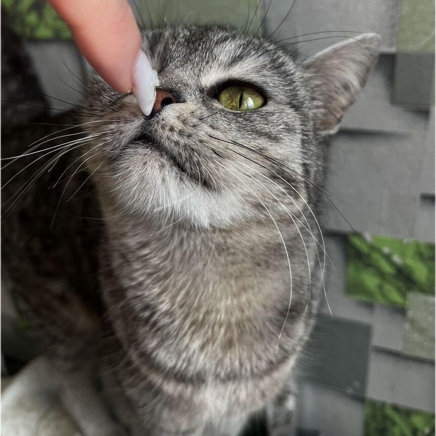Кошка европейская около года