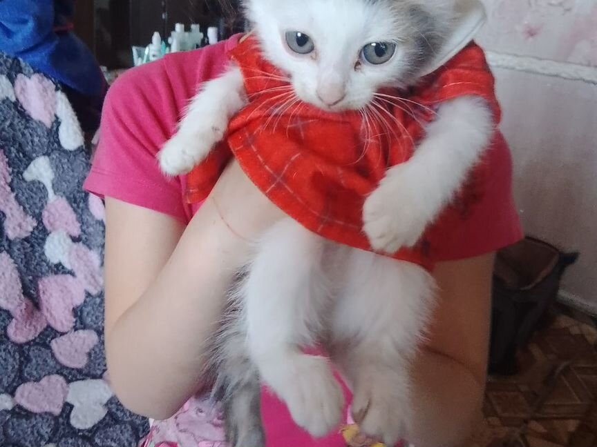 Котята