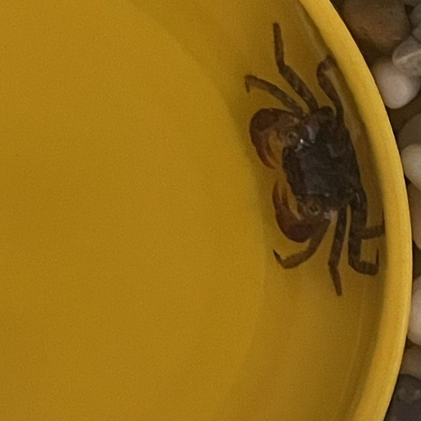 Краб вампир