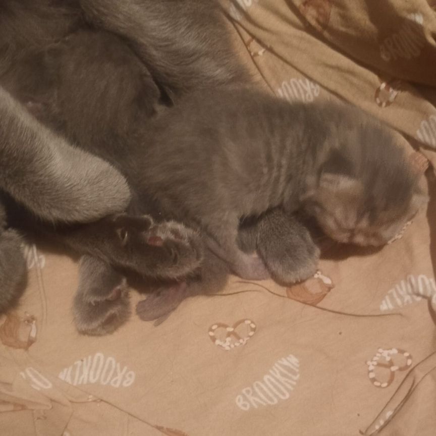 Экзотический короткошёрстный котёнок