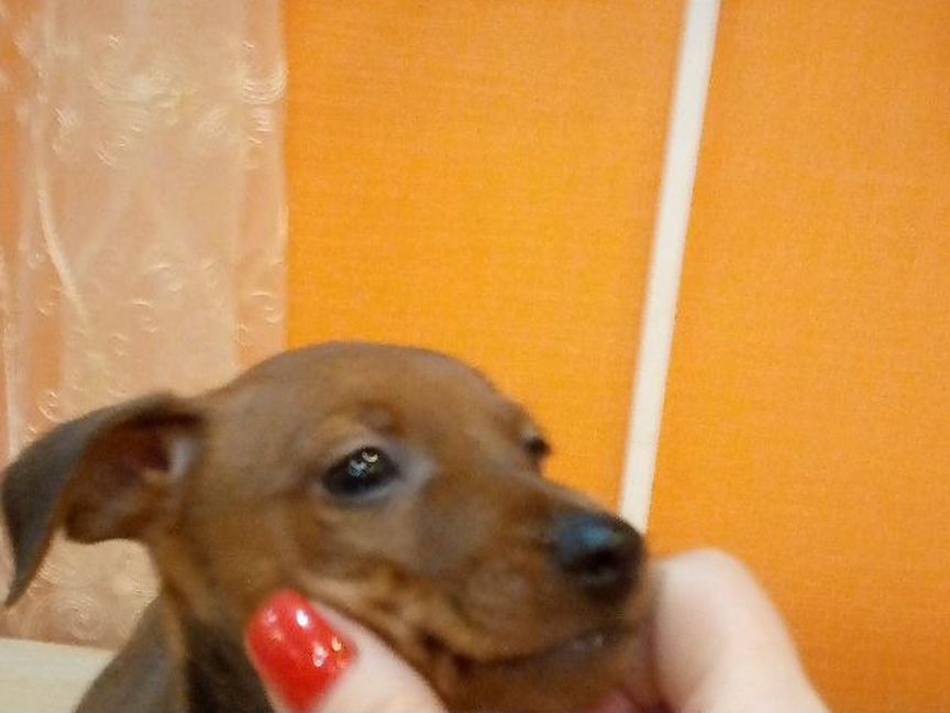 Цвергпинчер