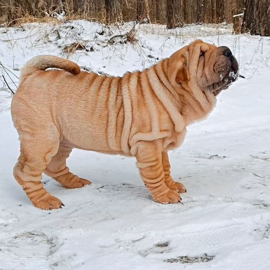 Шар-пей продажа
