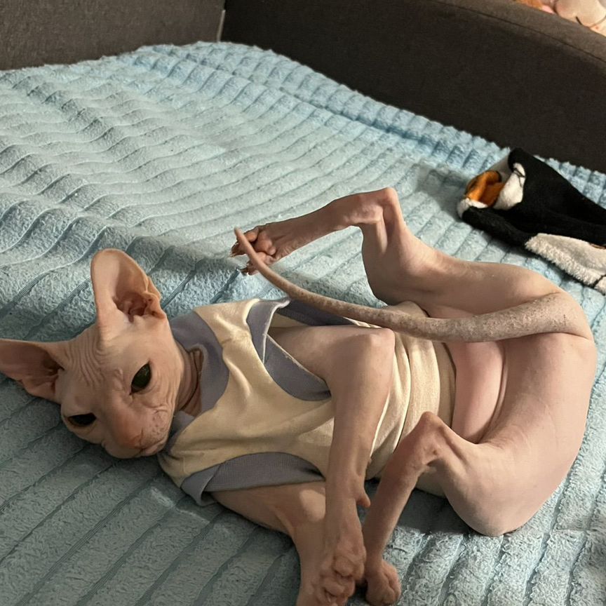 Канадский сфинкс