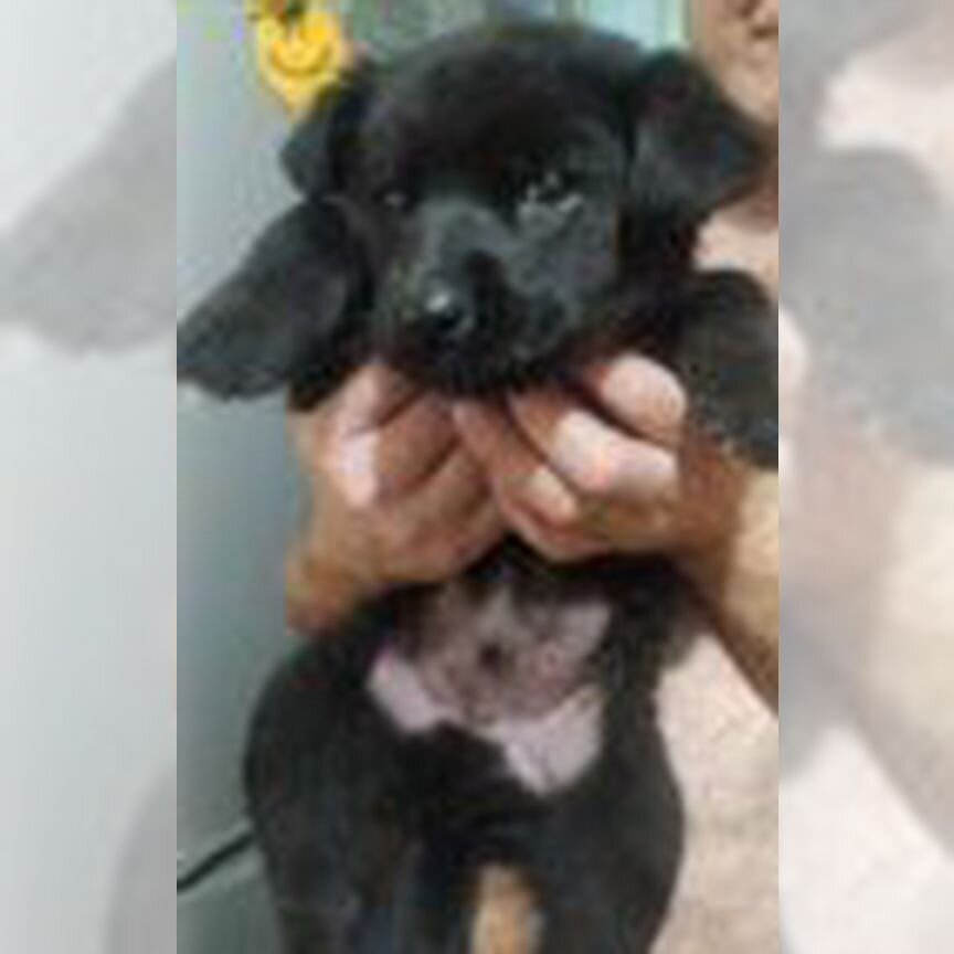 Лабрадор-ретривер, щенок