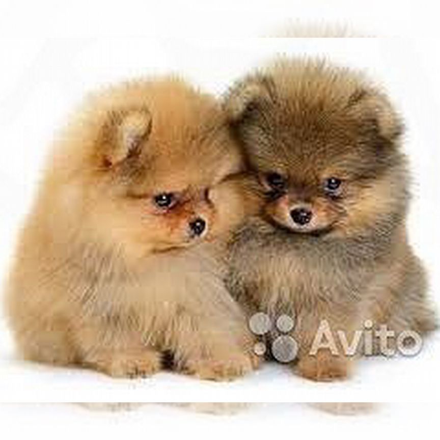 Померанский шпиц, щенок