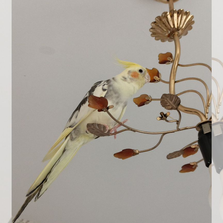 Попугай корелла с клеткой