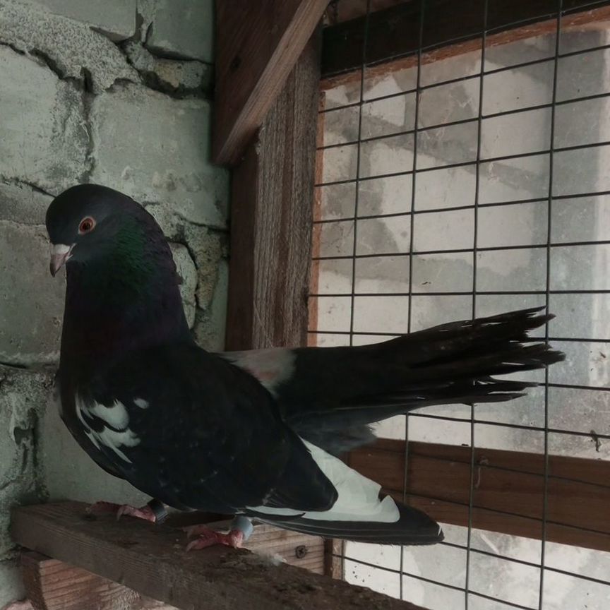 Царицынский