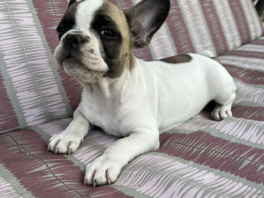 Французский бульдог