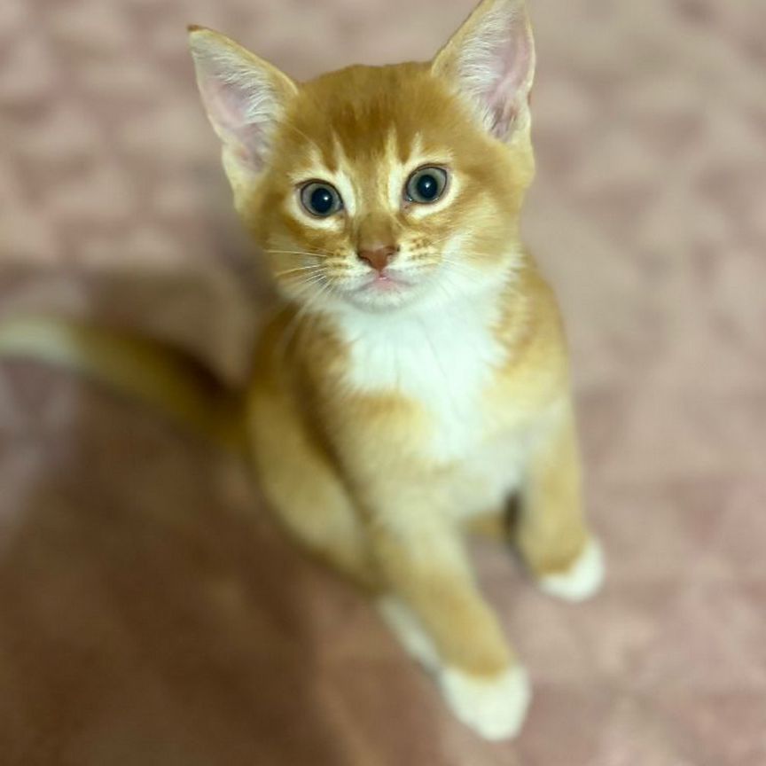 Абиссинский котёнок
