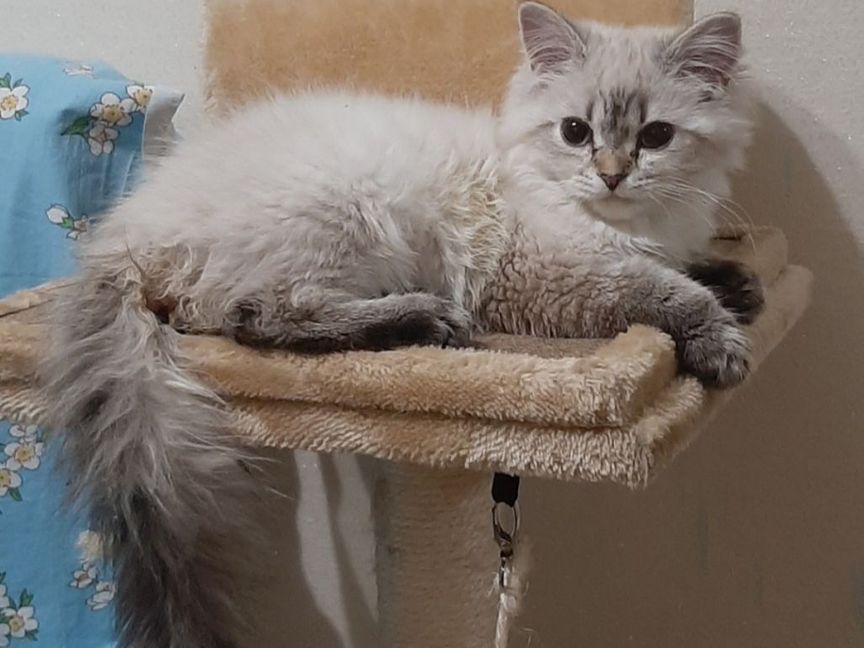 Котёнок