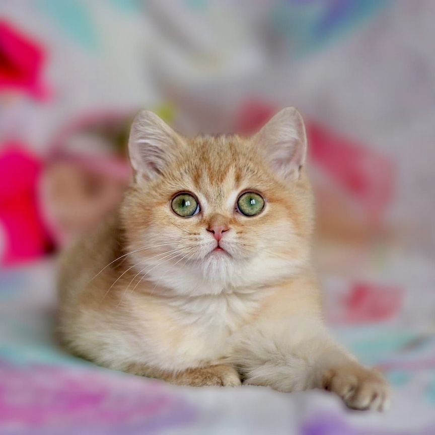Британские котята