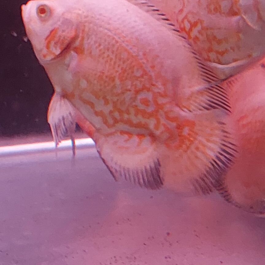 Астронотусы