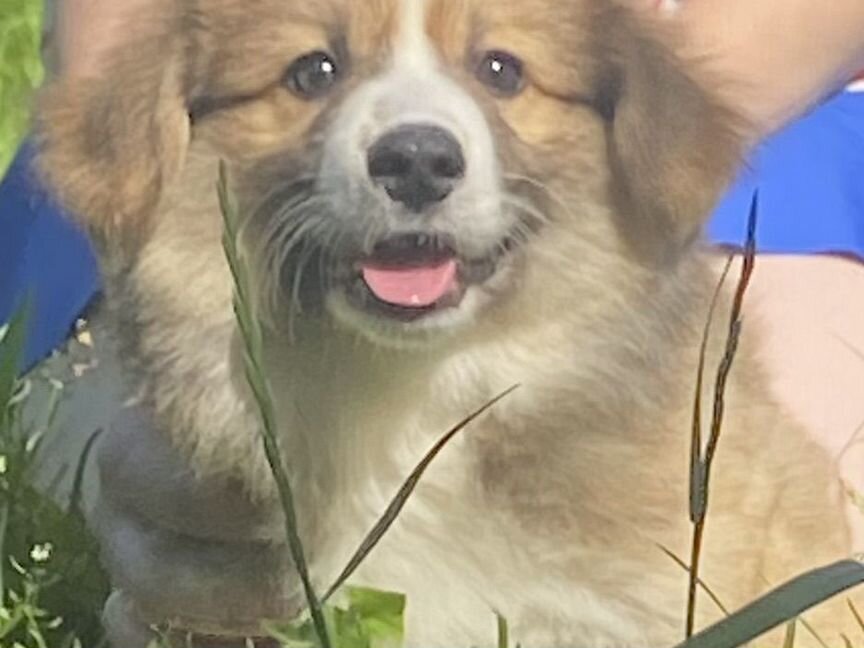 Щенок Вельш Корги Пемброк, флафи