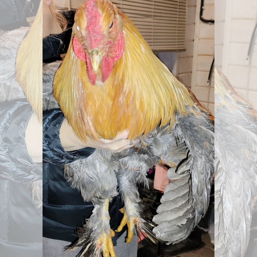 Петух брама