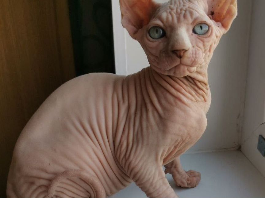 Канадский сфинкс девочка