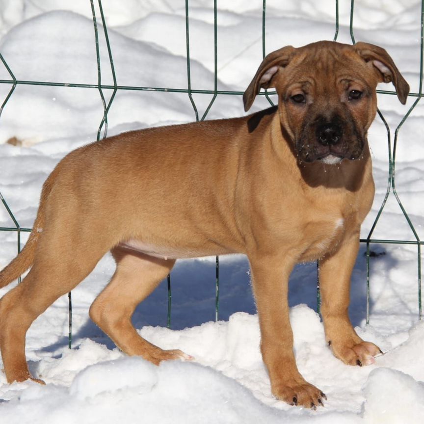 Стаффордширский бультерьер, щенок