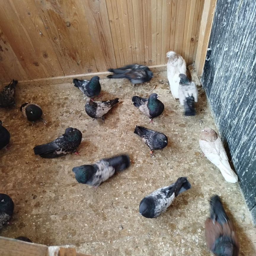 Голуби кировоградские