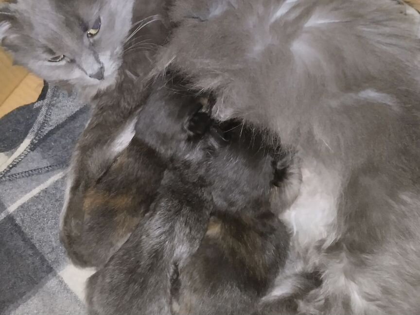 Беспородные котята