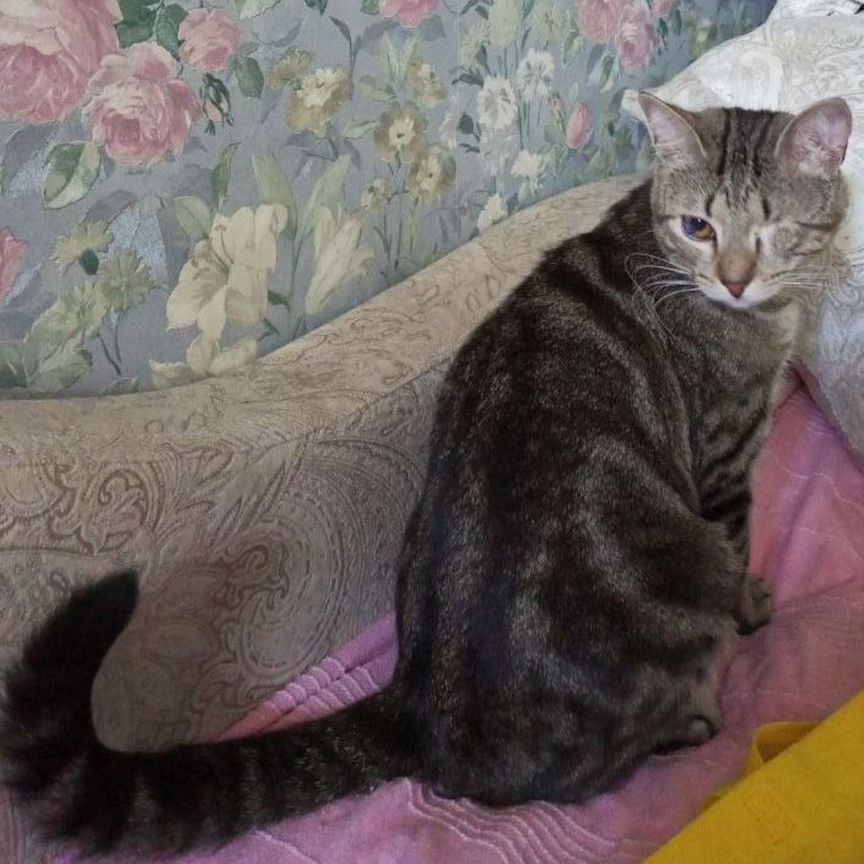 Красавец котик
