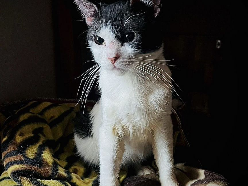 Котики в добрые руки
