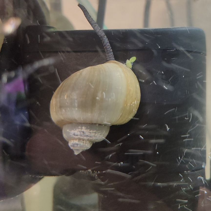 Улитки аквариумные ампулярии