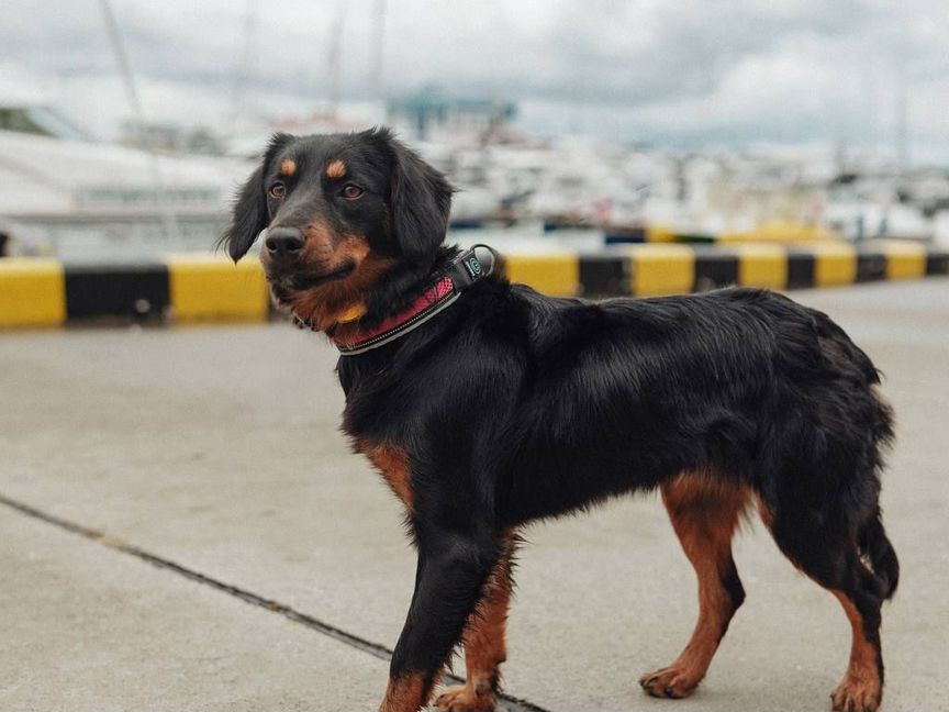 Маленькая (10 кг) собака в квартиру, Леди ищет дом