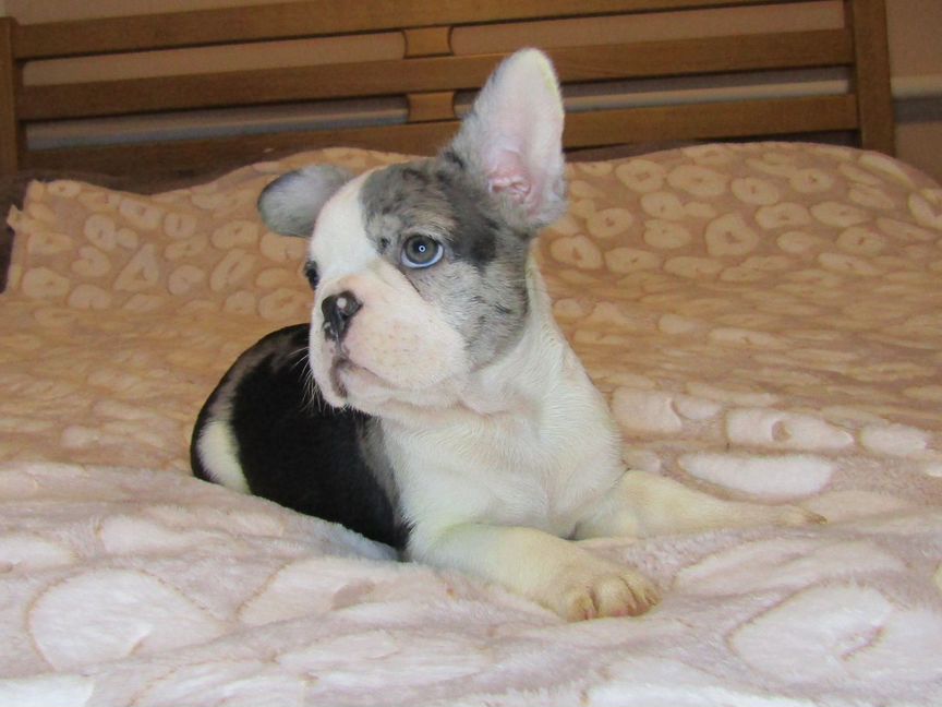 Французик мерле