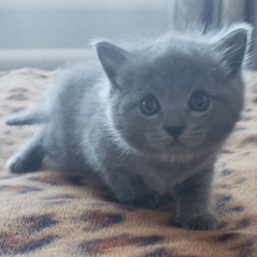 Шотландский прямоухий короткошёрстный котёнок