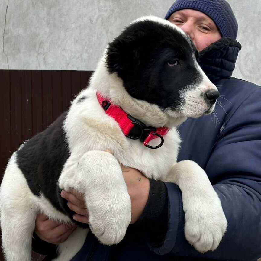 Алабай сао кобель