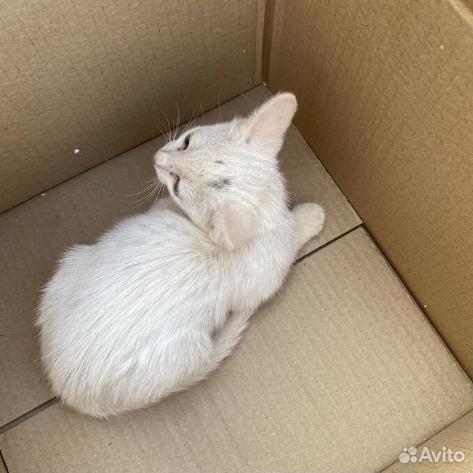 Котёнок белый, отдадим бесплатно в хорошие руки
