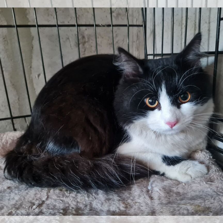 Европейский короткошёрстный, взрослый кот