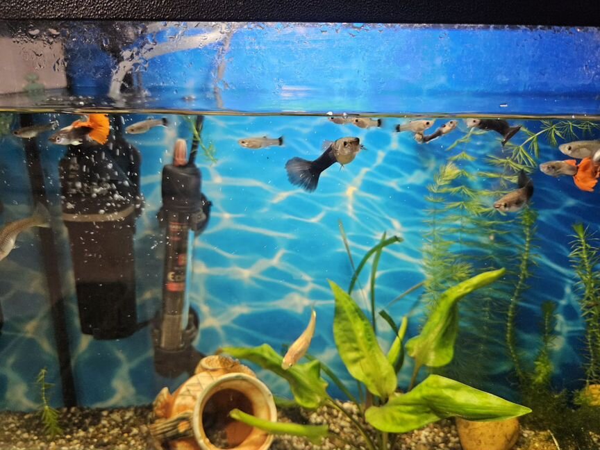 Гуппи,рыбки