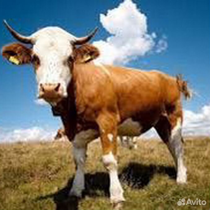 Крс на мясо