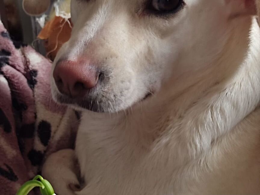 Собака в добрые руки