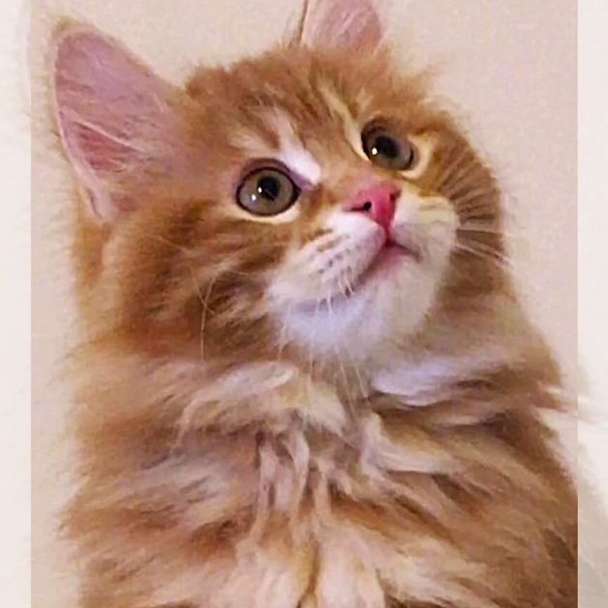 Котята курильского бобтейла из питомника